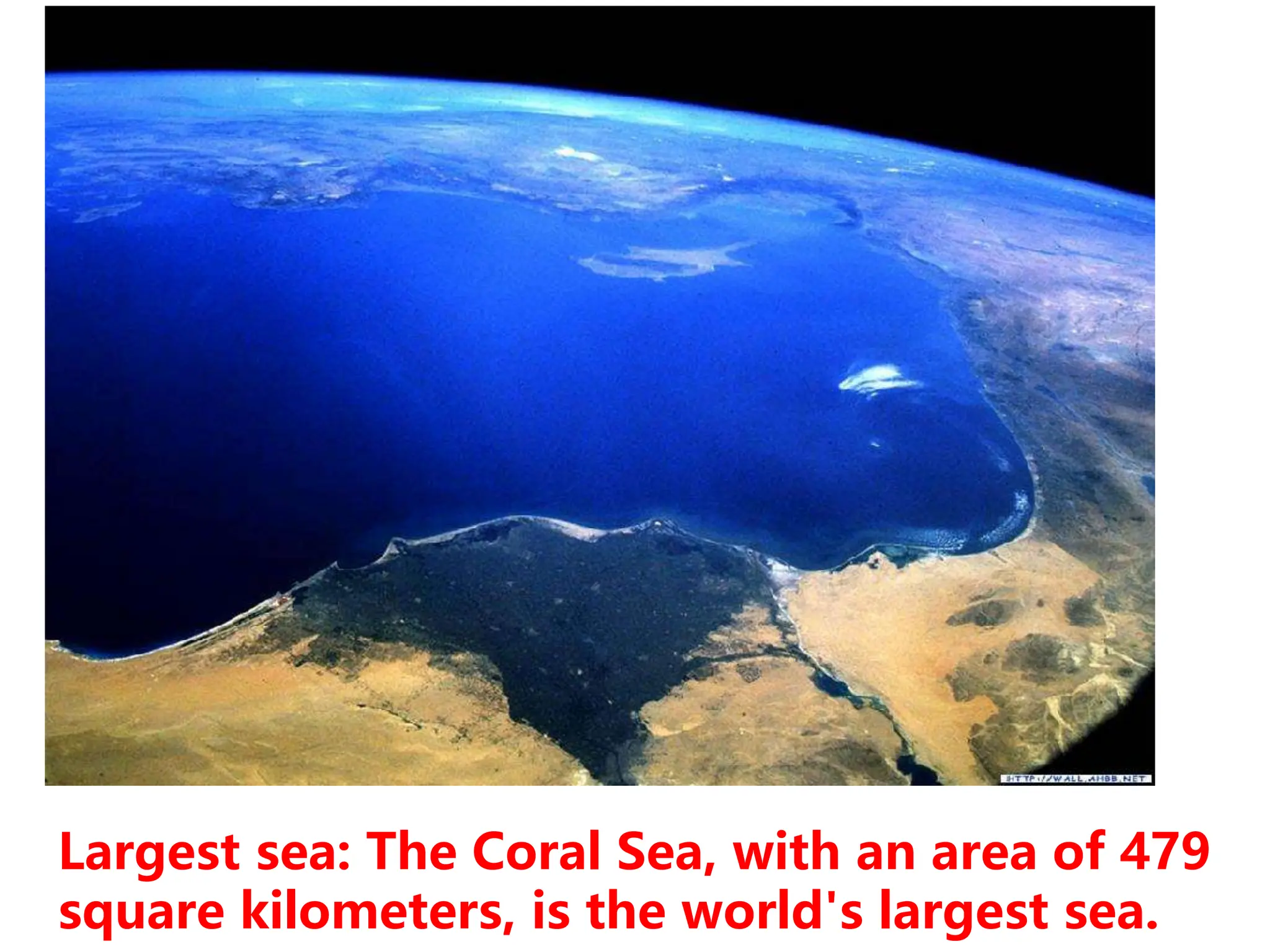 Some of the most distinctive Marine life in the world.ppt