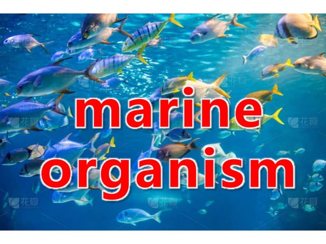 Some of the most distinctive Marine life in the world.ppt
