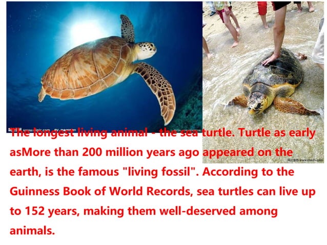 Some of the most distinctive Marine life in the world.ppt