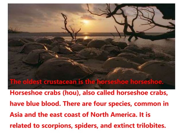 Some of the most distinctive Marine life in the world.ppt