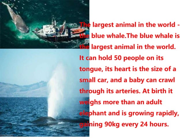 Some of the most distinctive Marine life in the world.ppt