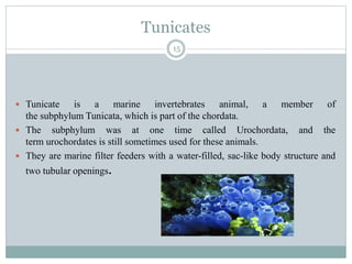 Marine pharmacognosy | PPTX