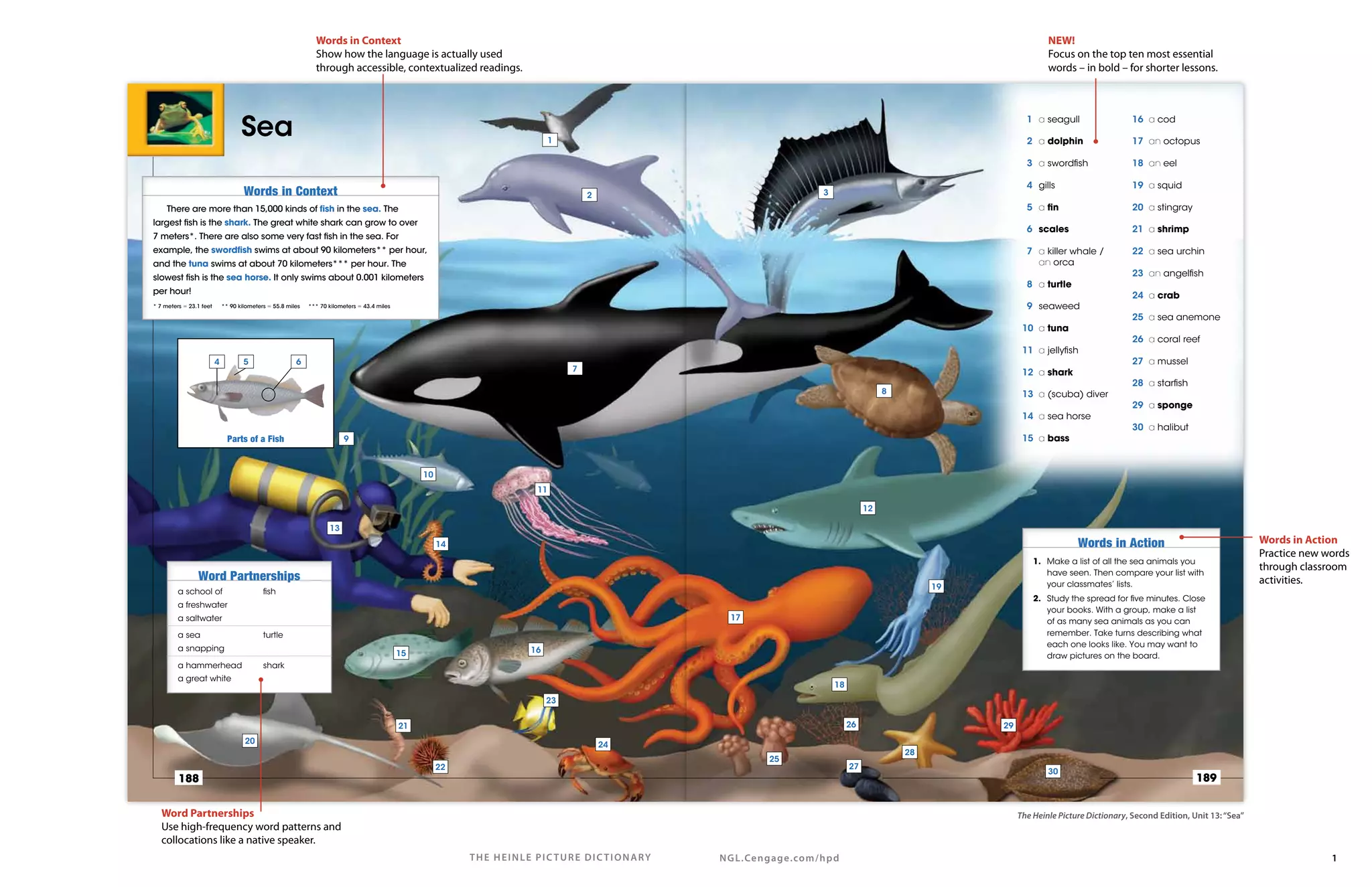Marine picture dictionary | PDF