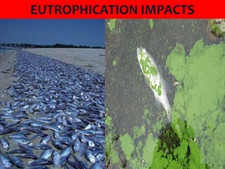marine pollutions | PDF