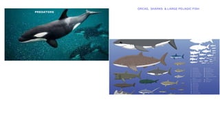 MARINE PRESENTATION!!!!!!!!!!!!1.pdf