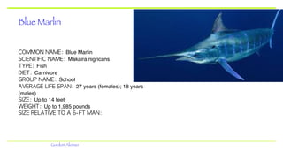 MARINE PRESENTATION!!!!!!!!!!!!1.pdf