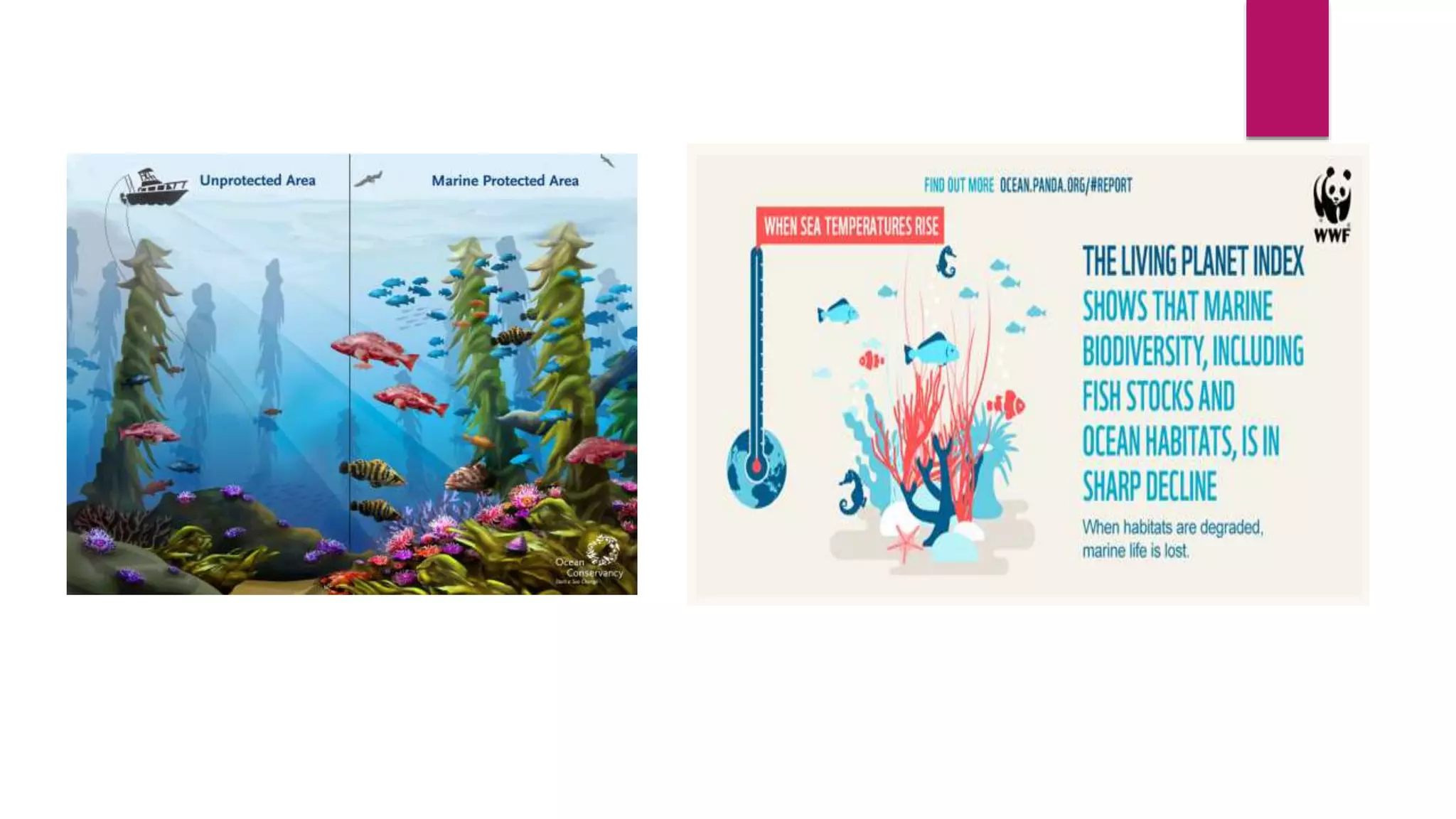 Marine protected area (MPAs) | PPTX