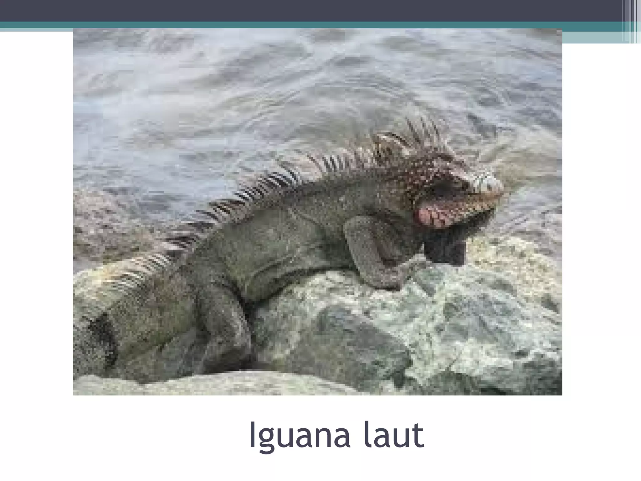 Marine Reptiles | PPT