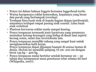 Marine Reptiles | PPT