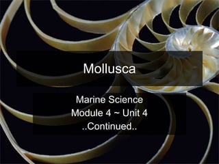Marine Mollusks | PPT