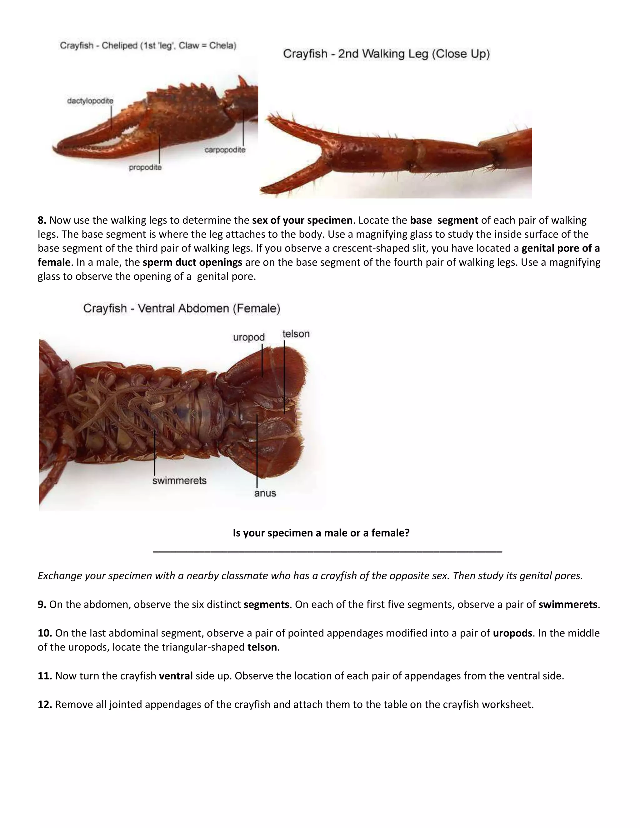 Marine science crayfish dissection | PDF