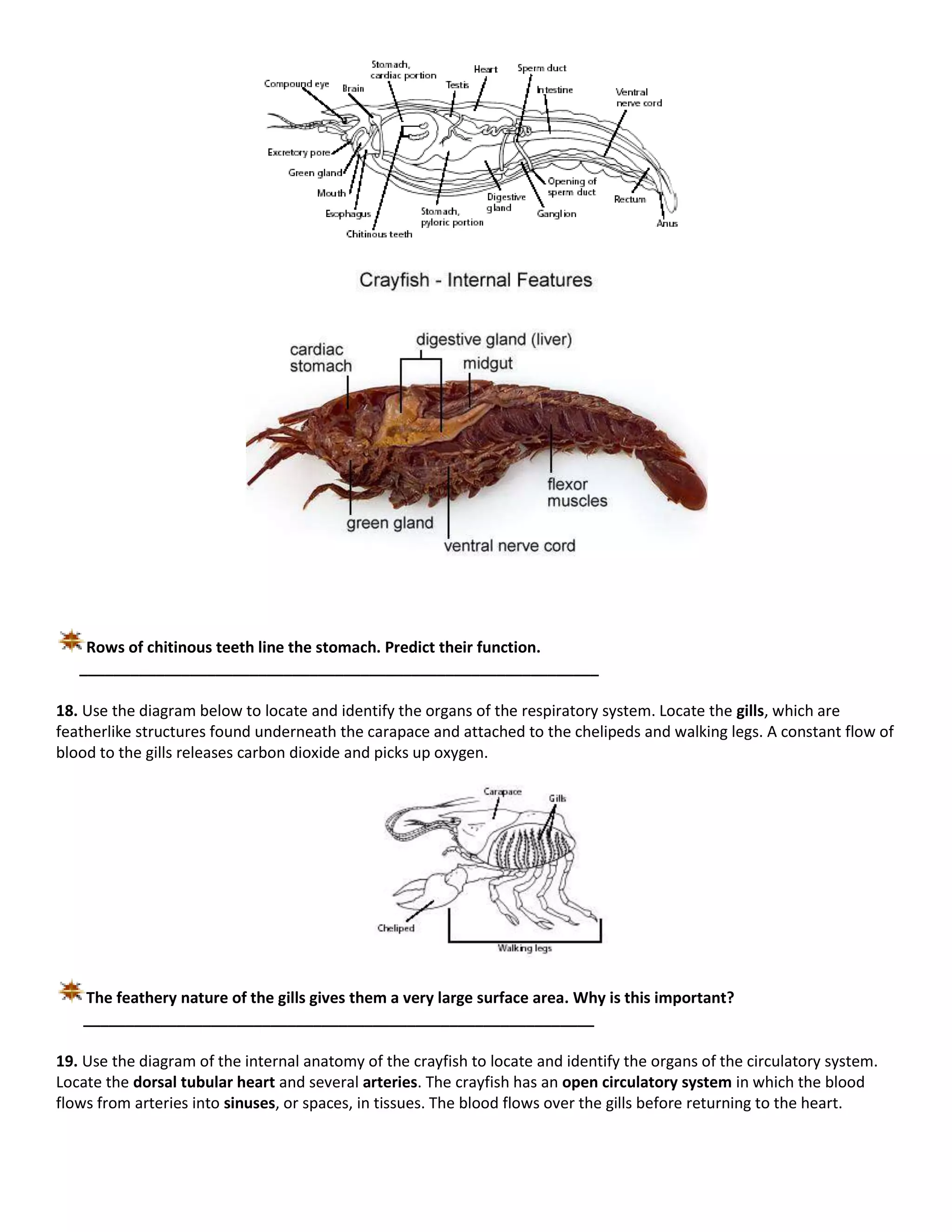 Marine science crayfish dissection | DOCX