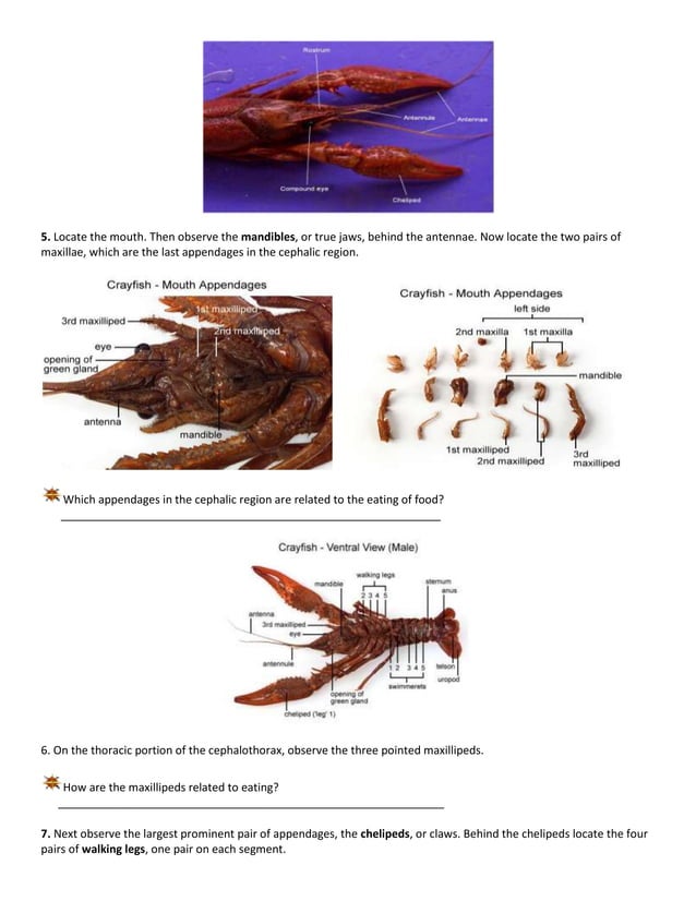 Marine science crayfish dissection | DOCX | Fish and Aquariums | Pets