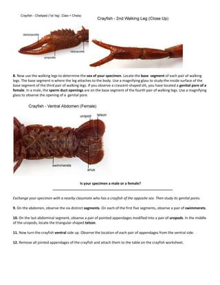 Marine science crayfish dissection | DOCX