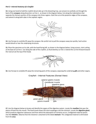 Marine science crayfish dissection | DOCX