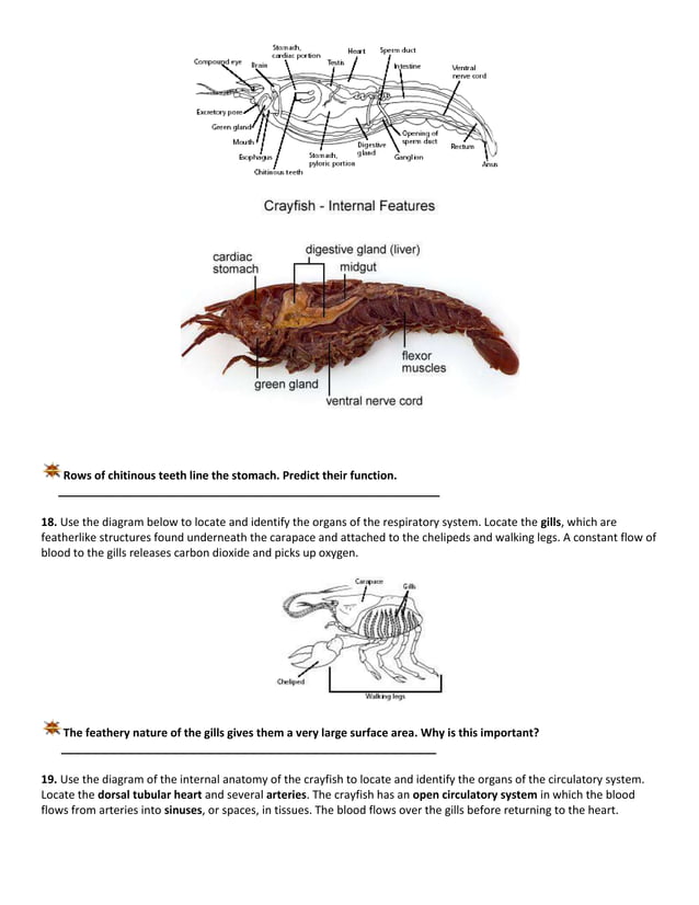 Marine science crayfish dissection | DOCX | Fish and Aquariums | Pets