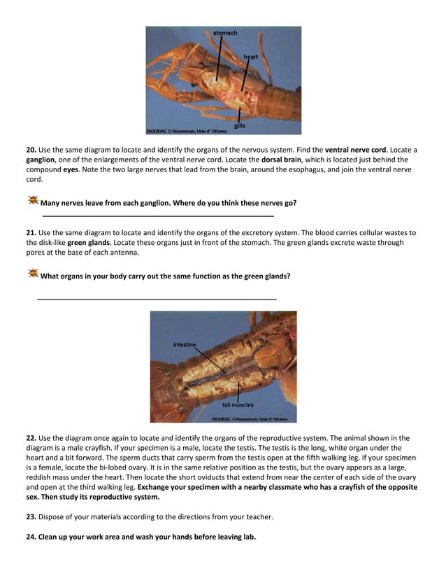 Marine science crayfish dissection | DOCX | Fish and Aquariums | Pets