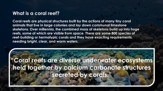 Marine Scoops Guide To Coral Reefs (Part 1/3) | PDF | Geology | Science