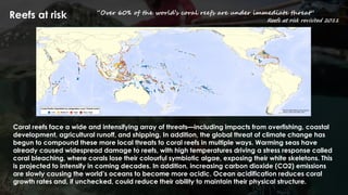 Marine Scoops Guide To Coral Reefs (Part 1/3) | PDF