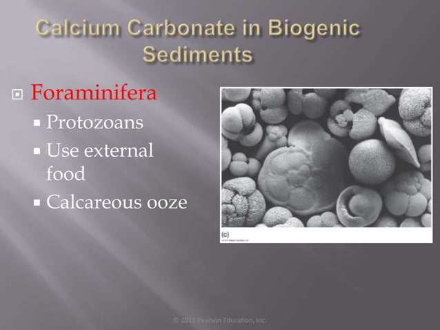 Marine Sediments Types (Detailed) | PPTX