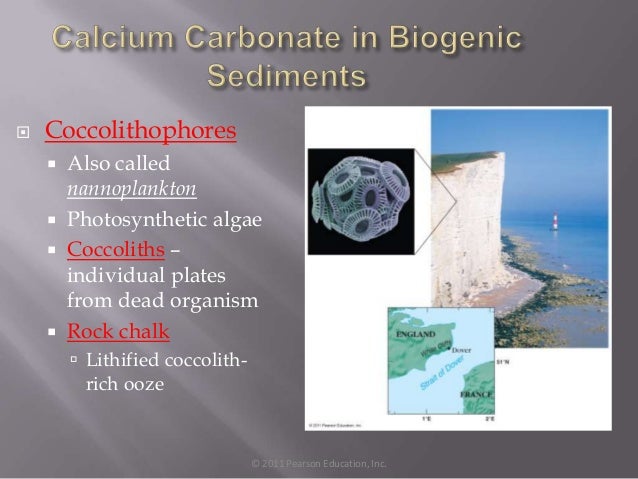 Marine Sediments Types (Detailed)