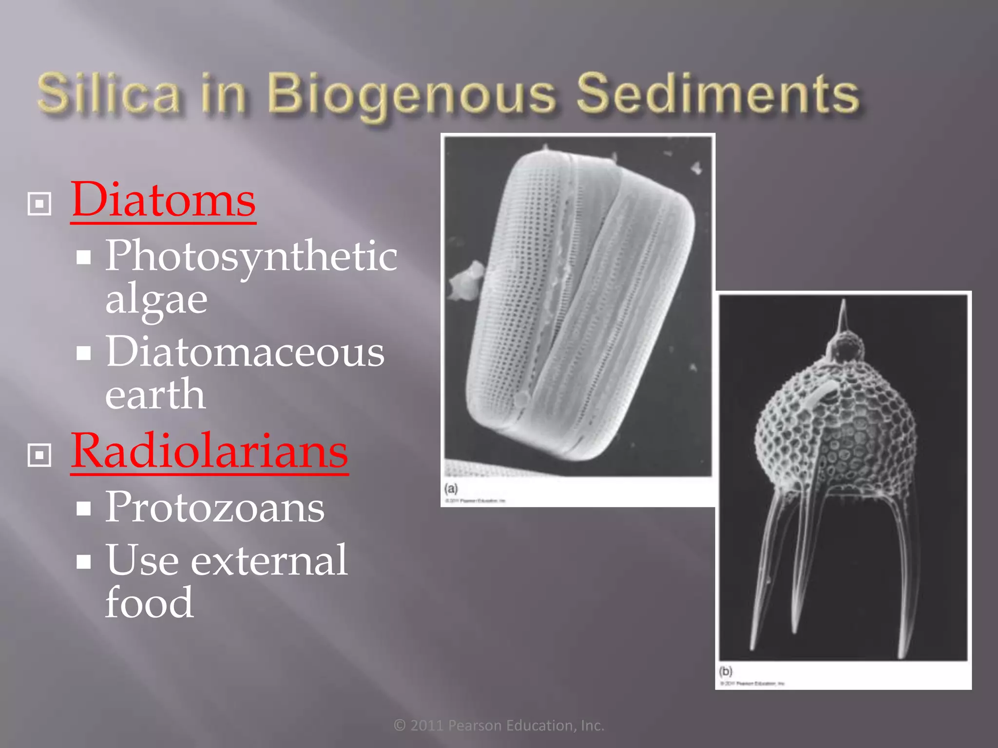 Marine Sediments Types (Detailed) | PPTX
