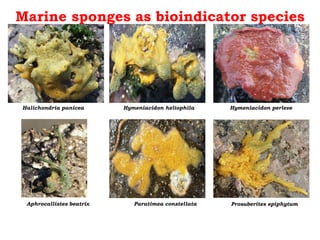 Marine sponges as bioindicator species of environmental stress at Uran ...