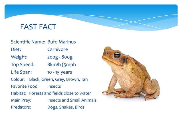 Marine toad :Zootoxin | PPT