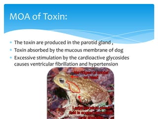 Marine toad :Zootoxin | PPTX