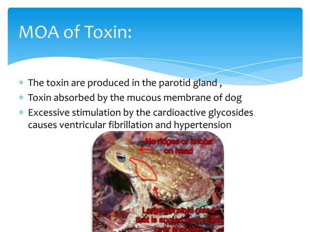 Marine toad :Zootoxin | PPT
