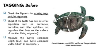 Marine Turtle Tagging based on Philippine Aquatic Wildlife Rescue and ...