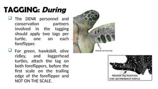 Marine Turtle Tagging based on Philippine Aquatic Wildlife Rescue and ...