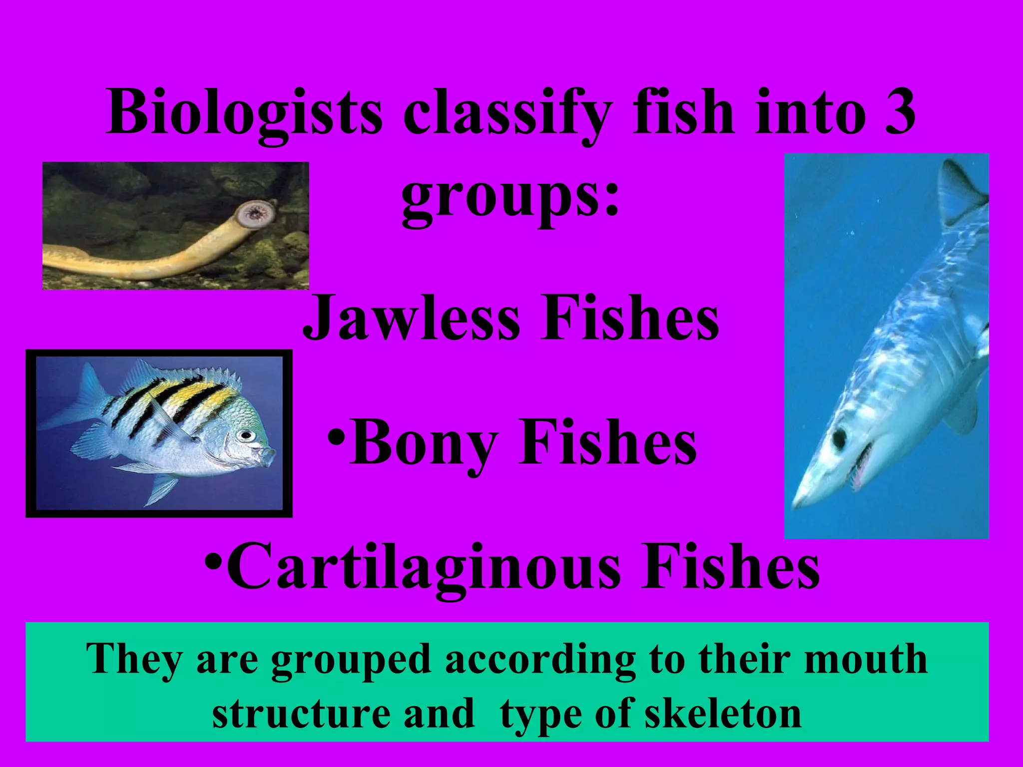 Naturalists at Large: Marine vertebrates | PPT