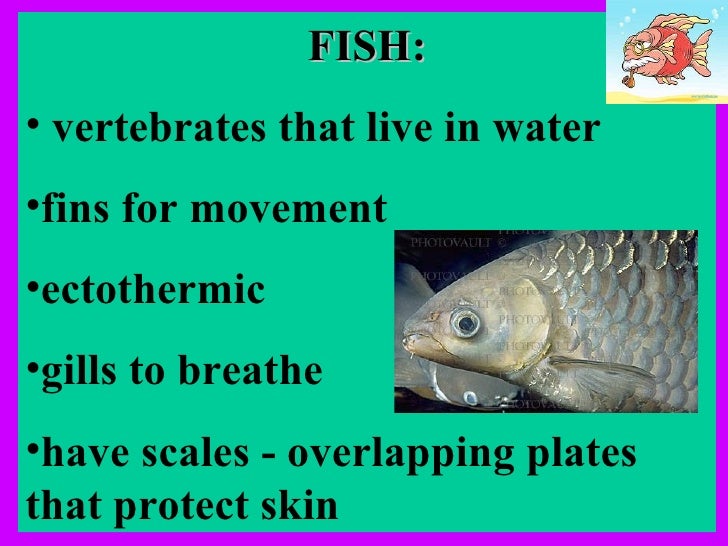 Naturalists at Large: Marine vertebrates Naturalists at Large: Marine vertebrates
