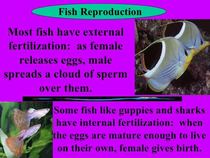 Naturalists at Large: Marine vertebrates Naturalists at Large: Marine vertebrates