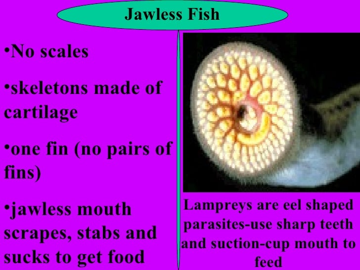 Naturalists at Large: Marine vertebrates Naturalists at Large: Marine vertebrates