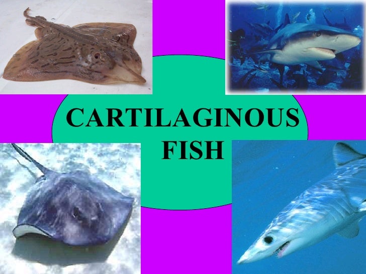 Naturalists at Large: Marine vertebrates Naturalists at Large: Marine vertebrates