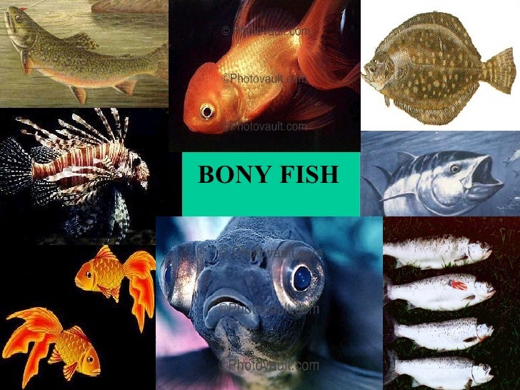 Naturalists at Large: Marine vertebrates Naturalists at Large: Marine vertebrates
