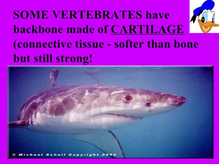Naturalists at Large: Marine vertebrates Naturalists at Large: Marine vertebrates