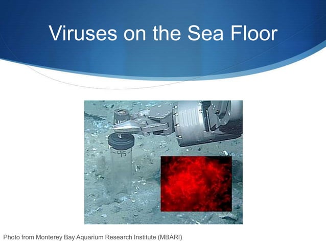 Marine Virus Presentation | PPTX
