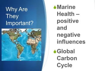 Marine Virus Presentation | PPTX