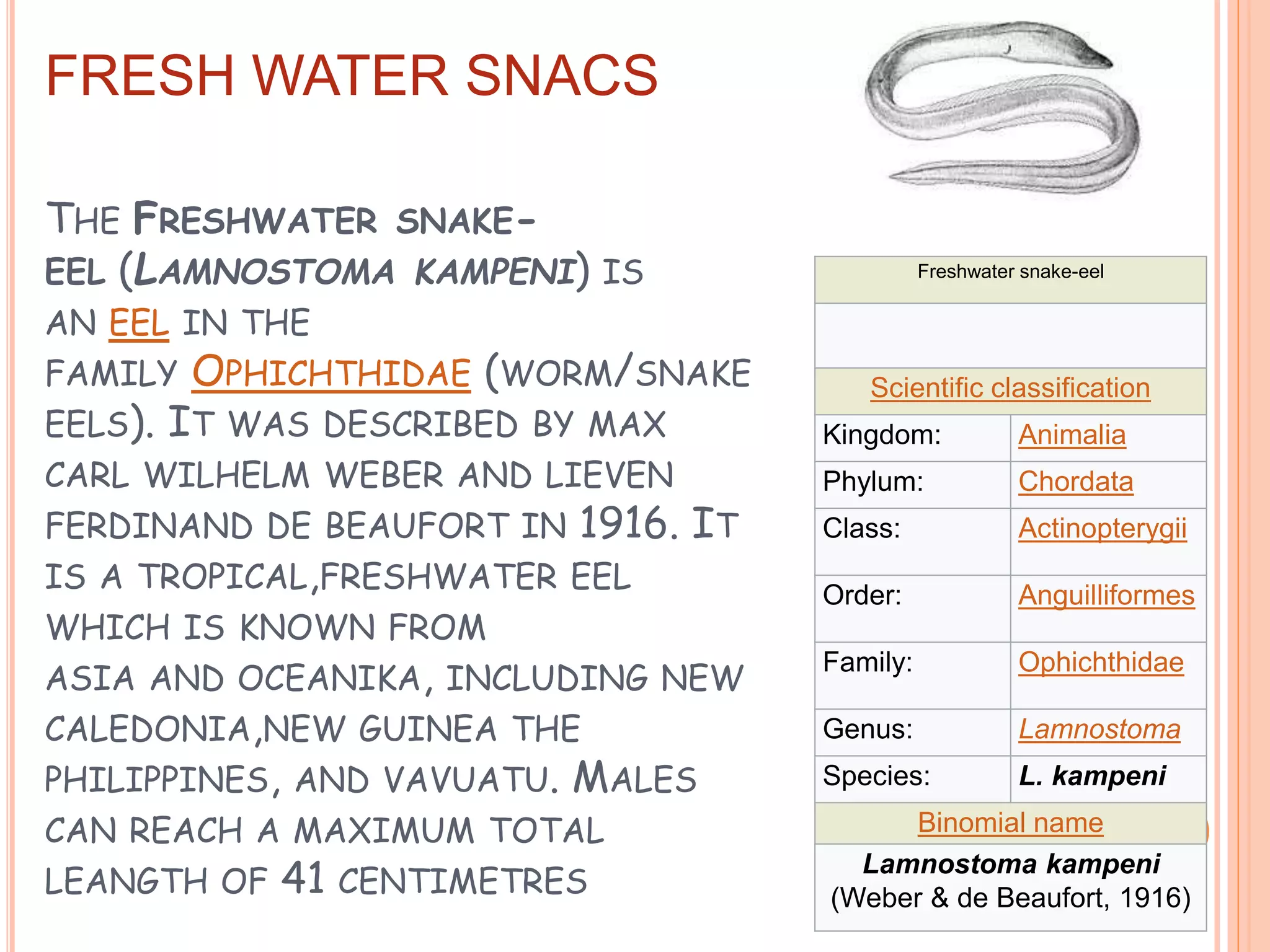 Marine water snakes | PPTX