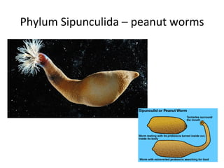 Marine Roundworms