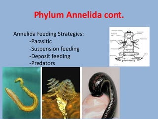 Marine worms | PPTX