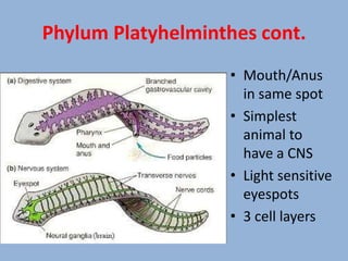 Marine worms | PPTX