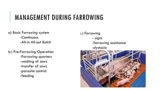 (Marion Moreno) farrowing Management.pptx