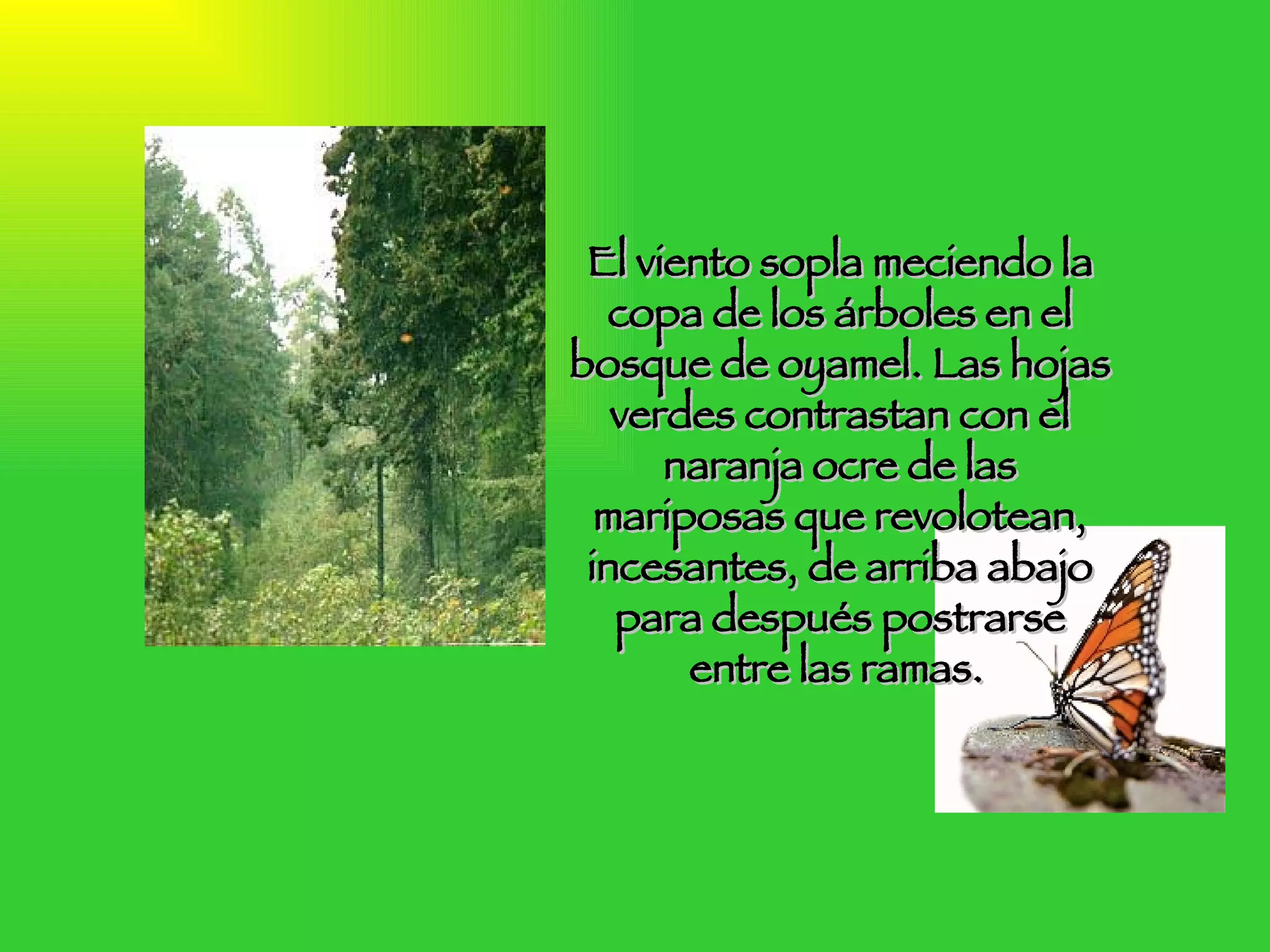 Mariposa Monarca | PPT