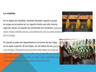 La mariposa | PPTX