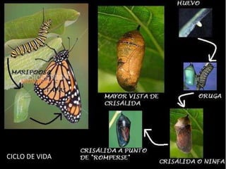 Mariposa monarca | PPT