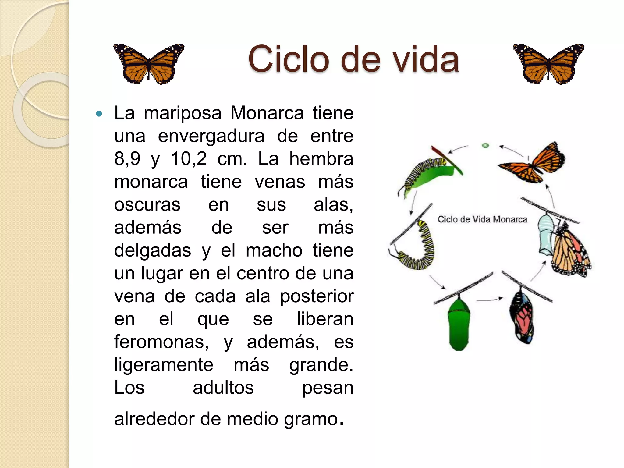 Mariposa Monarca | PPTX